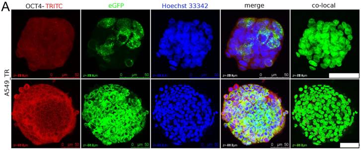 Initiate Tumors with Single Cell Spheres Formed in Serum-Containing Medium