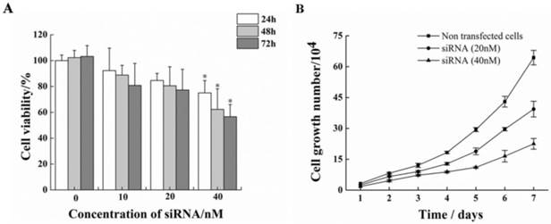 Silencing of Survivin Expression Leads to Reduced Proliferation and ...