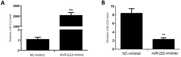 MicroRNA-222 Controls Human Pancreatic Cancer Cell Line Capan-2 ...