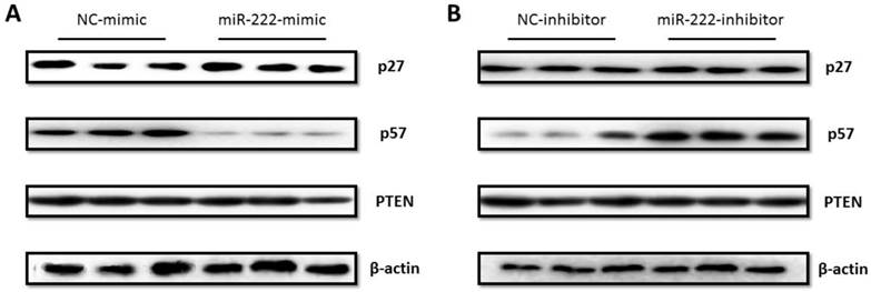 MicroRNA-222 Controls Human Pancreatic Cancer Cell Line Capan-2 ...
