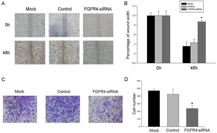 High Expression of FGFR4 Enhances Tumor Growth and Metastasis in ...