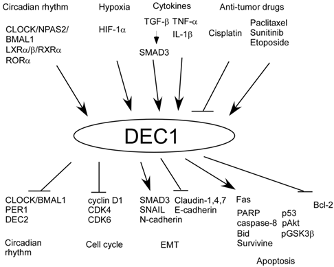 DEC1 and DEC2 Crosstalk between Circadian Rhythm and Tumor Progression