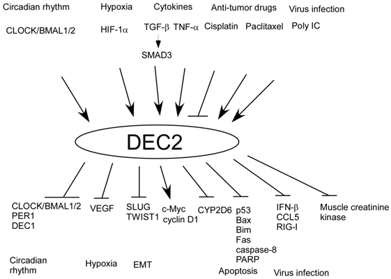 DEC1 and DEC2 Crosstalk between Circadian Rhythm and Tumor Progression