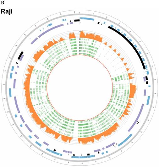 Genome-wide Analysis of Epstein-Barr Virus (EBV) Integration and Strain ...