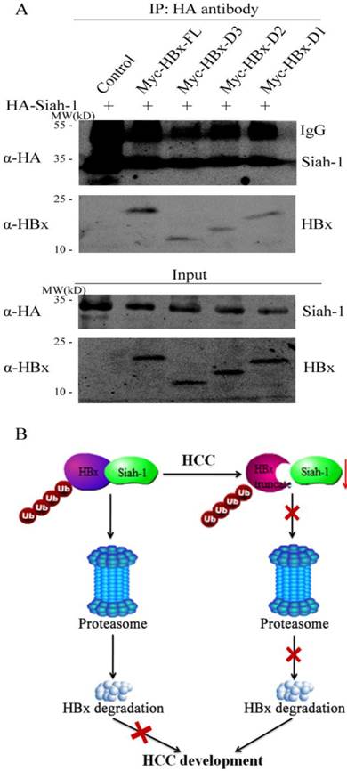 E3 Ubiquitin Ligase Siah-1 is Down-regulated and Fails to Target ...