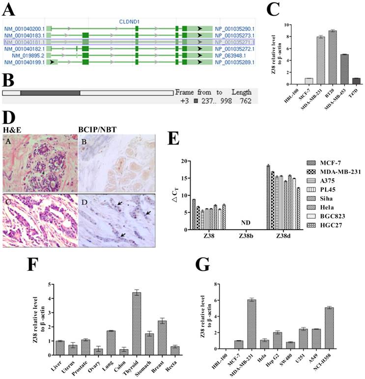 High Expression of the Newly Found Long Noncoding RNA Z38 Promotes Cell ...