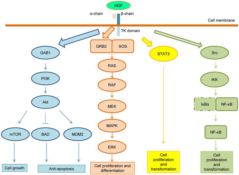 Understanding and Targeting MET Signaling in Solid Tumors - Are We ...