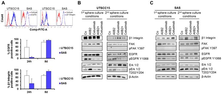 Efficacy of Beta1 Integrin and EGFR Targeting in Sphere-Forming Human ...
