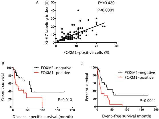 Prognostic Significance of Forkhead Box M1 (FOXM1) Expression and ...