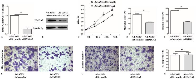 ANG Promotes Proliferation and Invasion of the Cell of Lung Squamous ...