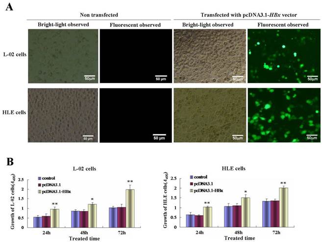 Hepatitis B Virus X Protein Driven Alpha Fetoprotein Expression to ...