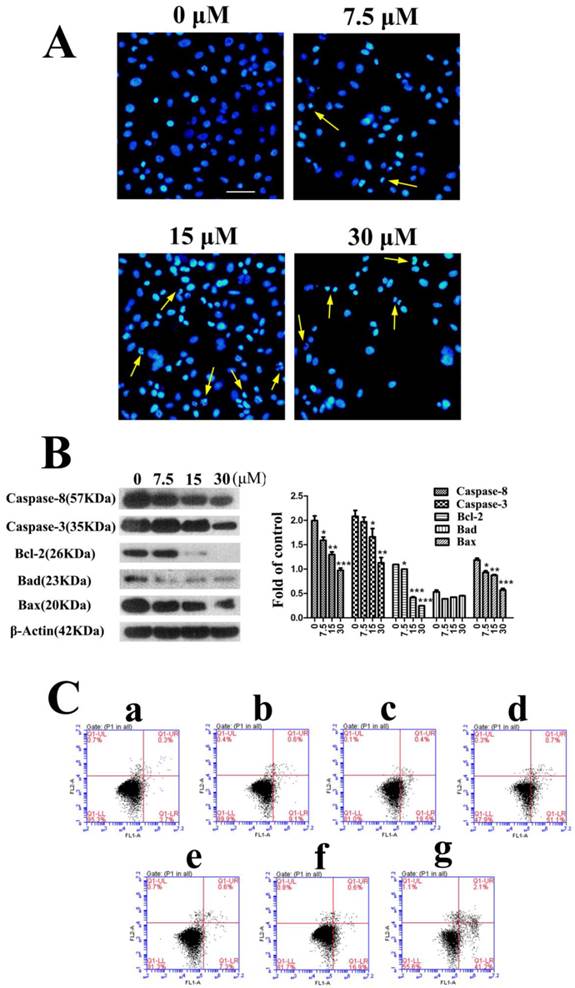 An Investigation on a Novel Anti-tumor Fusion Peptide of FSH33-53-IIKK