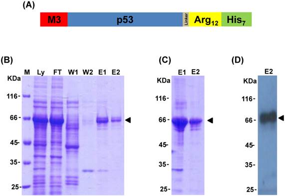 Transduction of Recombinant M3-p53-R12 Protein Enhances Human Leukemia ...