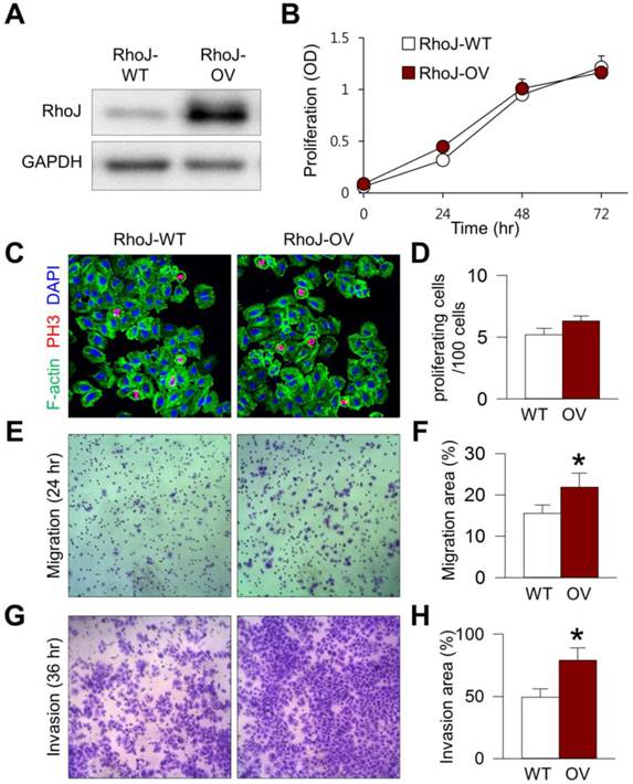 Rho GTPase RhoJ is Associated with Gastric Cancer Progression and ...