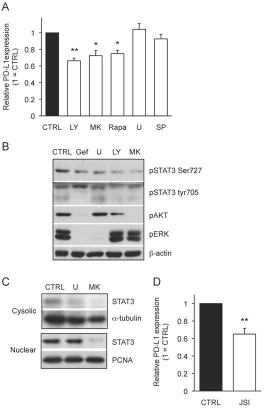 AKT-STAT3 Pathway as a Downstream Target of EGFR Signaling to Regulate ...