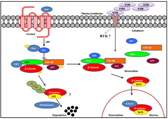 Potential Function of Exogenous Vimentin on the Activation of Wnt ...