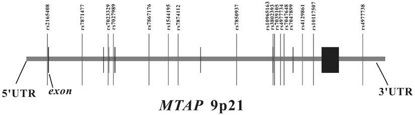 Association of common variants in MTAP with susceptibility and overall ...