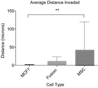 An In Vitro Inverted Vertical Invasion Assay to Avoid Manipulation of ...