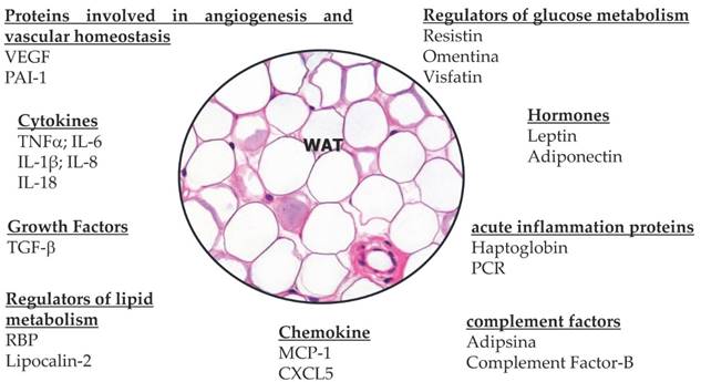 Obesity and cancer: the role of adipose tissue and adipo-cytokines ...