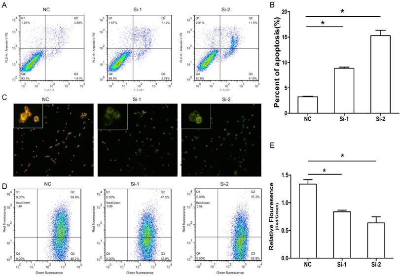 Sine Oculis Homeobox Homolog 1 Regulates Mitochondrial Apoptosis ...