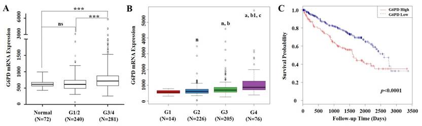 Overexpression of G6PD Represents a Potential Prognostic Factor in ...
