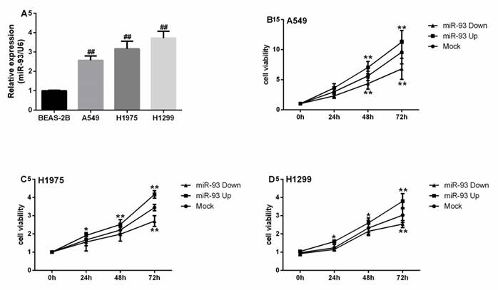 MiR-93 Promotes Tumorigenesis and Metastasis of Non-Small Cell Lung ...