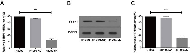 Downregulation of Mitochondrial Single Stranded DNA Binding Protein ...