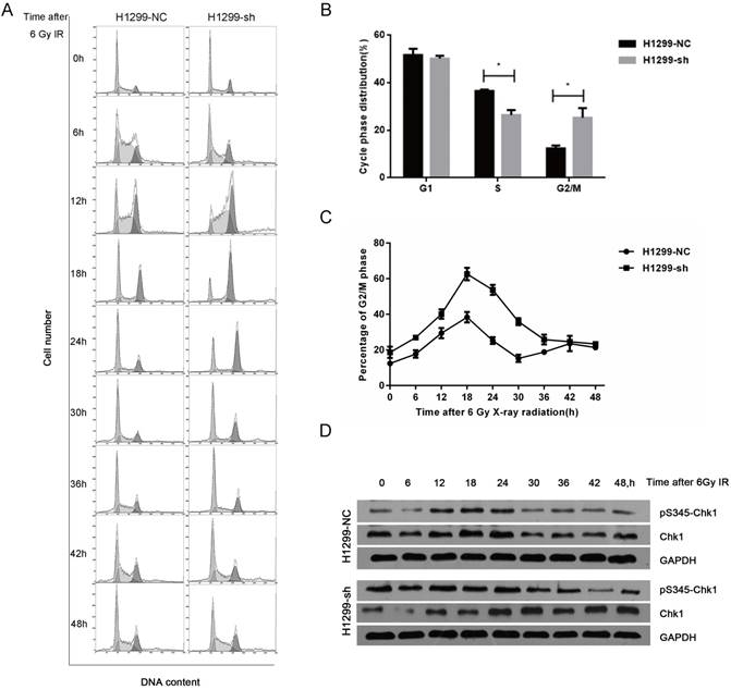 Downregulation of Mitochondrial Single Stranded DNA Binding Protein ...