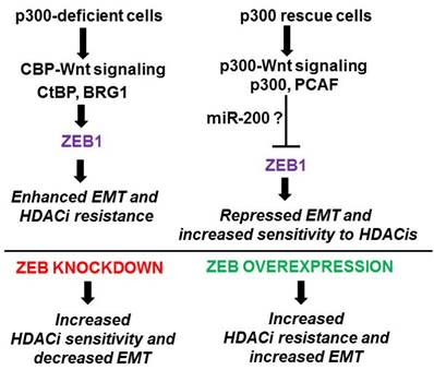 ZEB1 Mediates Drug Resistance and EMT in p300-Deficient CRC