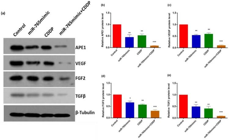 MicroRNA-765 Enhances the Anti-Angiogenic Effect of CDDP via APE1 in ...