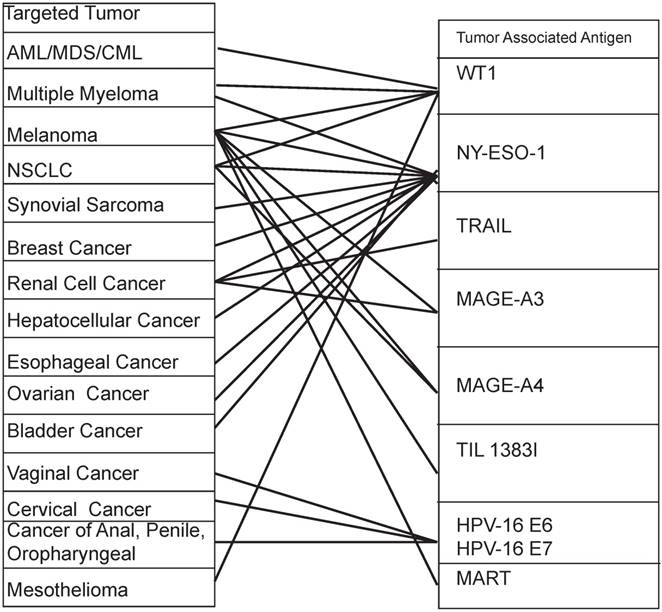 The Multi-Purpose Tool of Tumor Immunotherapy: Gene-Engineered T Cells