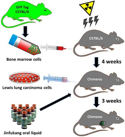 Bone Marrow Derived Mesenchymal Stem Cells Involve in the ...