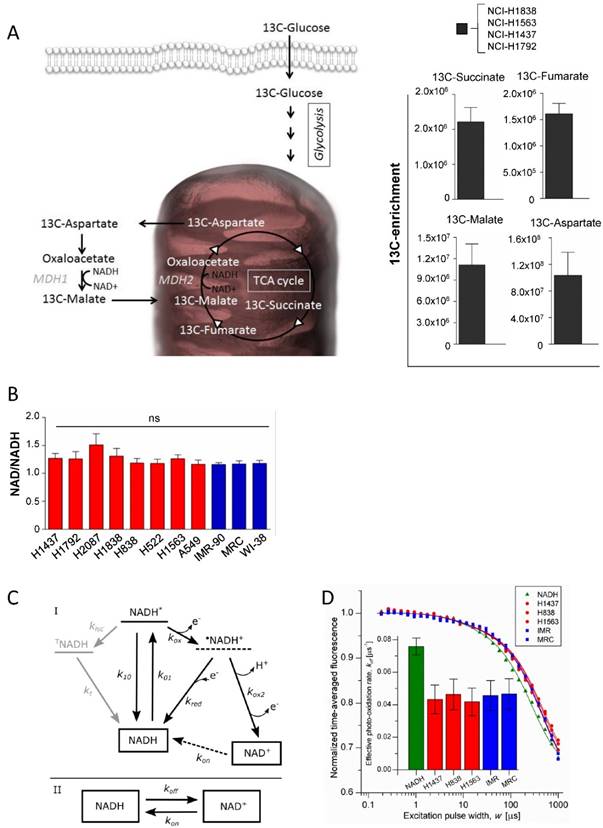 Characterization of the Role of the Malate Dehydrogenases to Lung Tumor ...