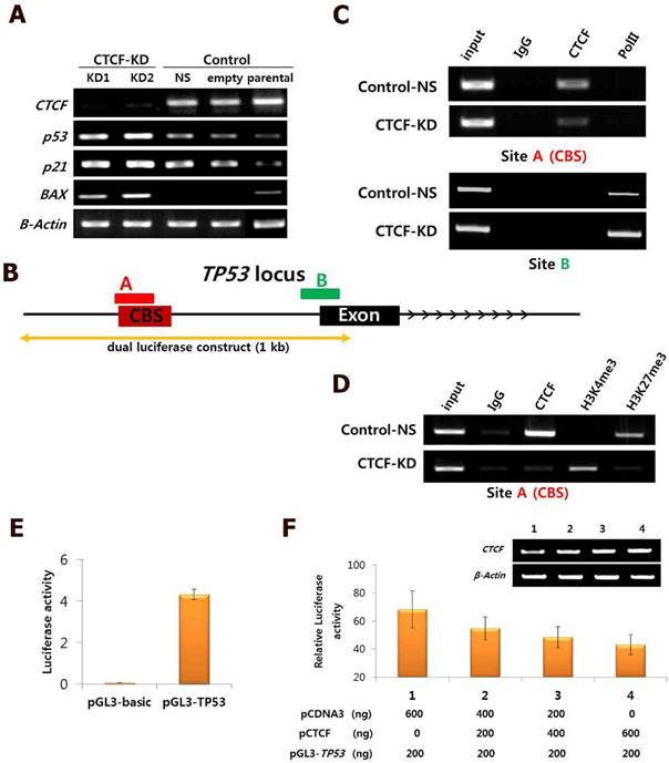 Depletion of CTCF in Breast Cancer Cells Selectively Induces Cancer ...
