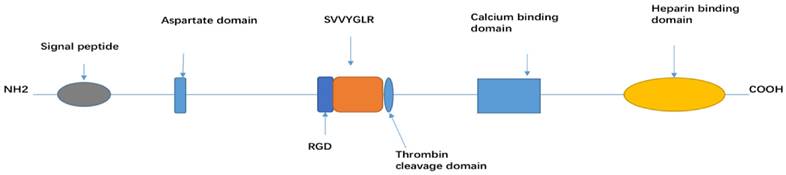 Osteopontin -- a promising biomarker for cancer therapy