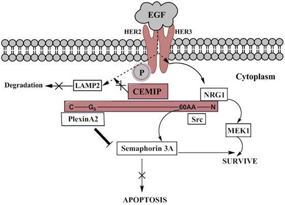Central Role of CEMIP in Tumorigenesis and Its Potential as Therapeutic ...