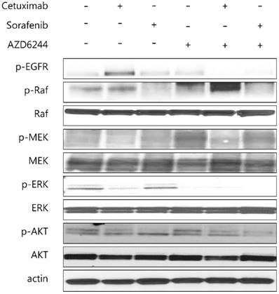 MAP2K1 Mutation in Colorectal Cancer Patients: Therapeutic Challenge ...