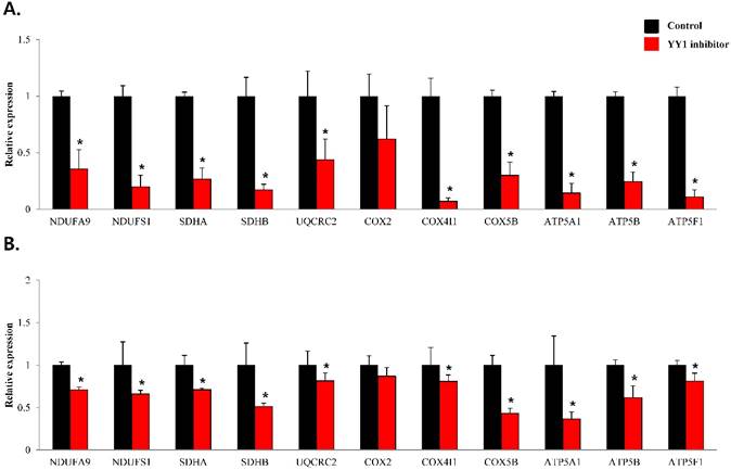 Identification of Transcription Factor YY1 as a Regulator of a Prostate ...