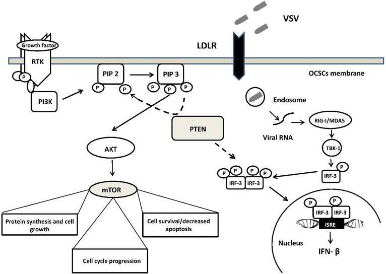 VSV based virotherapy in ovarian cancer: the past, the present and …future?