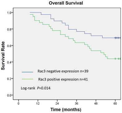 Rac3 Regulates Cell Invasion, Migration and EMT in Lung Adenocarcinoma ...