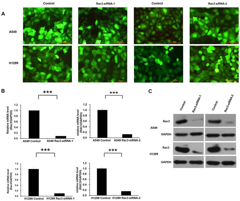 Rac3 Regulates Cell Invasion, Migration and EMT in Lung Adenocarcinoma ...