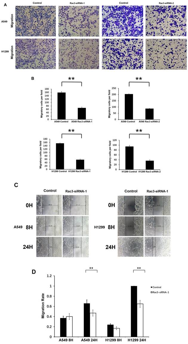 Rac3 Regulates Cell Invasion, Migration and EMT in Lung Adenocarcinoma ...