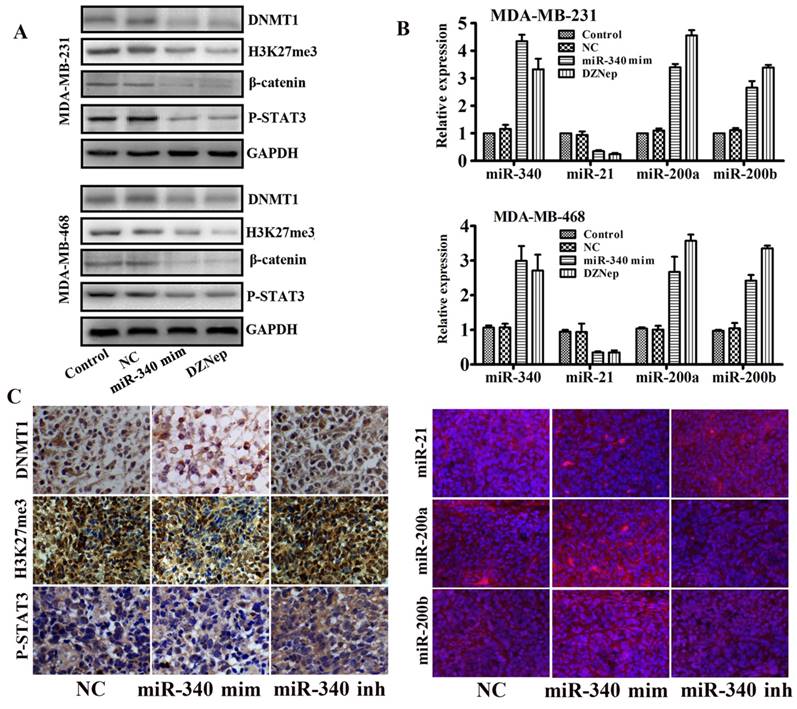 MiR-340 Inhibits Triple-Negative Breast Cancer Progression by Reversing ...
