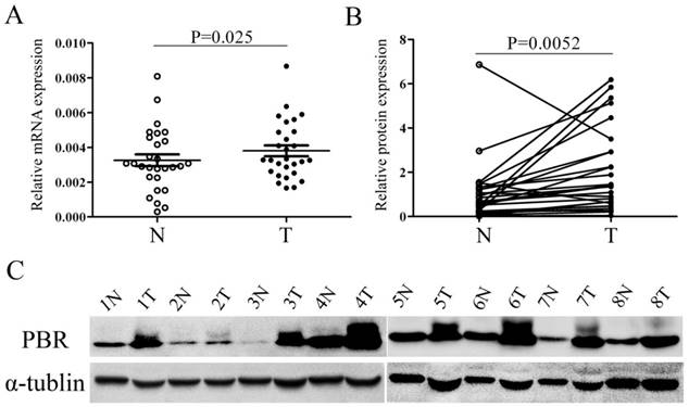 The Prognostic Value of Peripheral Benzodiazepine Receptor in Patients ...