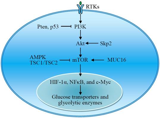 The Glycolytic Switch in Tumors: How Many Players Are Involved?