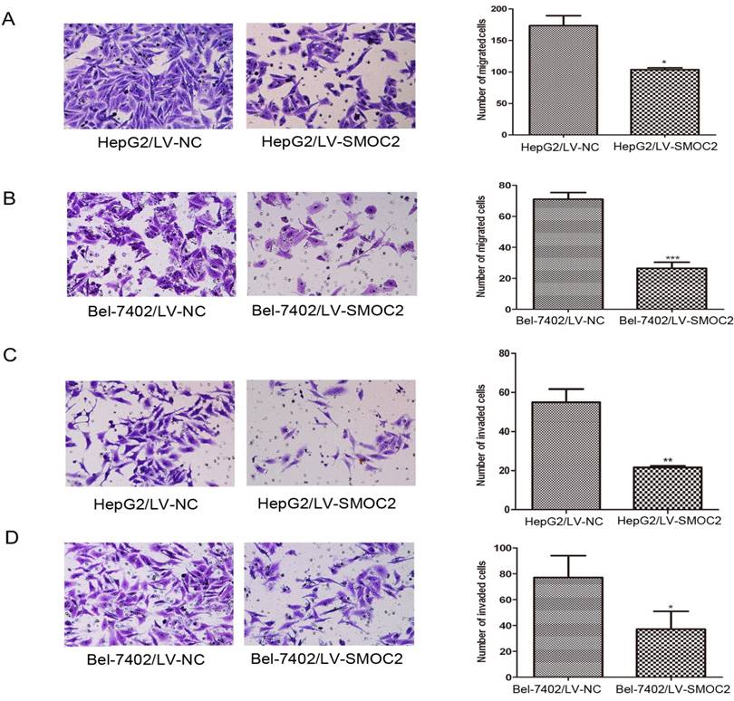 Overexpression of SMOC2 Attenuates the Tumorigenicity of Hepatocellular ...