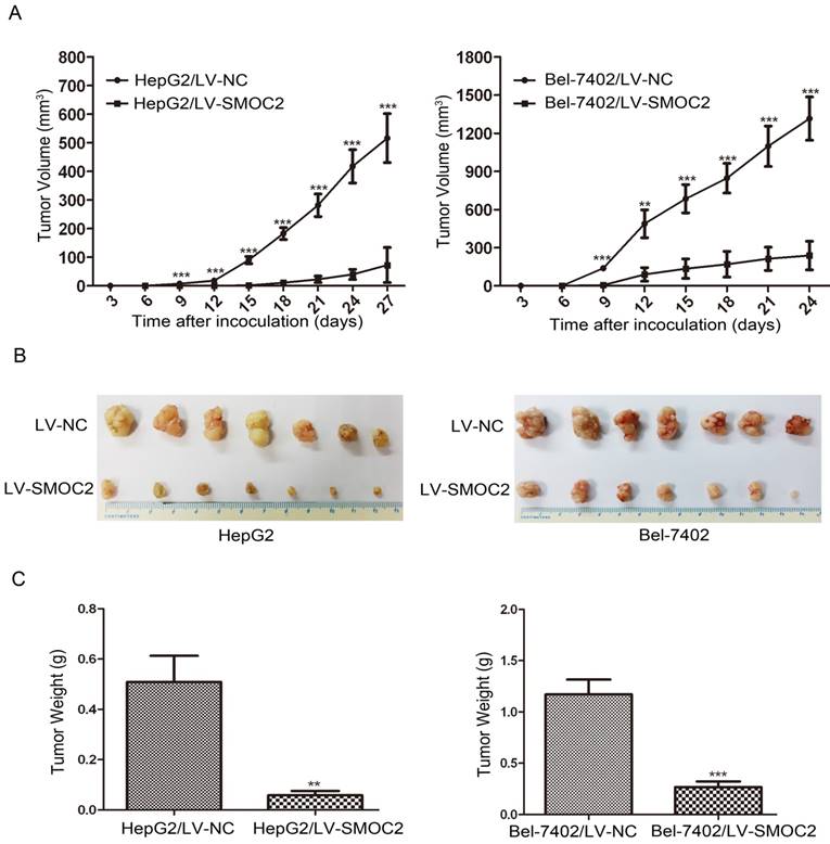 Overexpression of SMOC2 Attenuates the Tumorigenicity of Hepatocellular ...