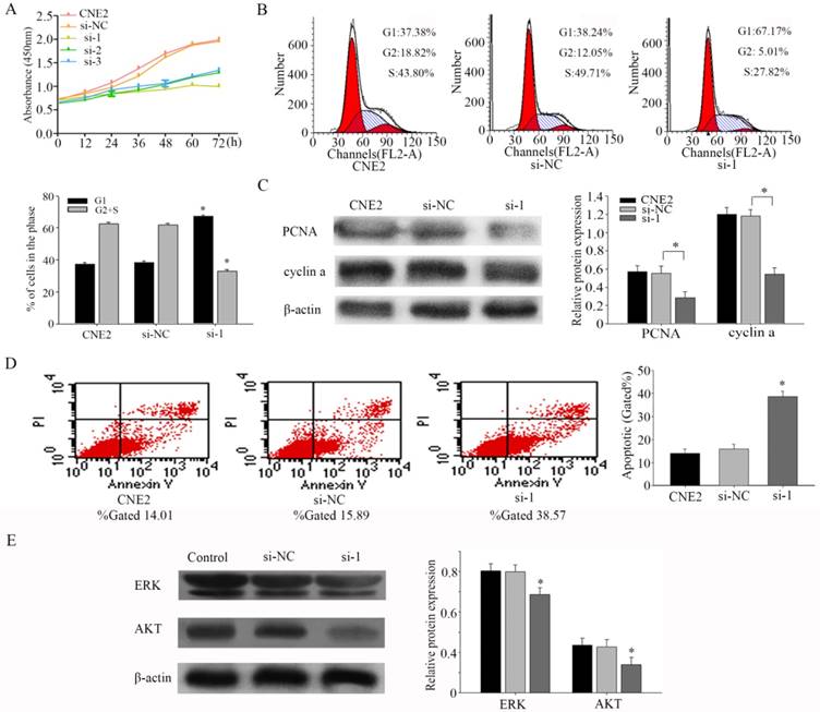 PFKFB3 promotes proliferation, migration and angiogenesis in ...