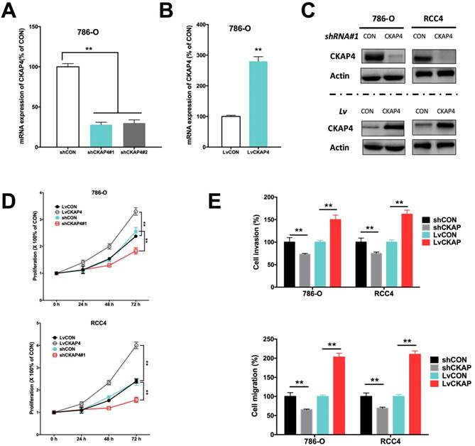 Overexpression of CKAP4 is Associated with Poor Prognosis in Clear Cell ...