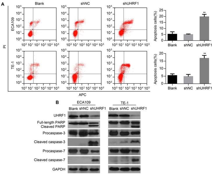 UHRF1 is an Independent Prognostic Factor and a Potential Therapeutic ...